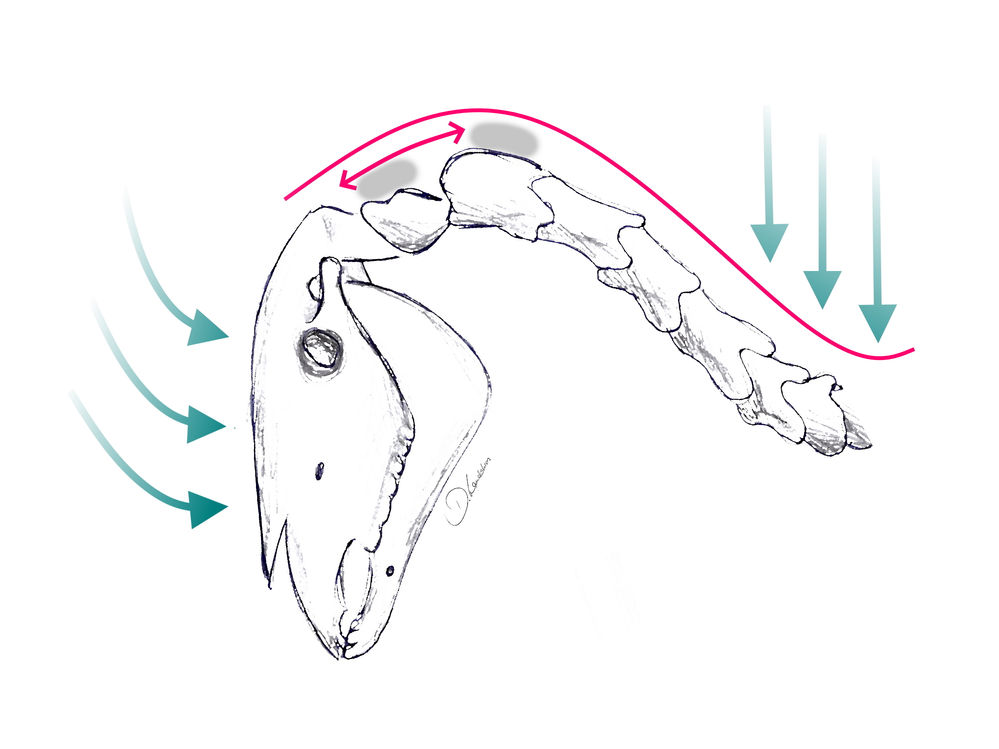 Falscher Knick im Genick