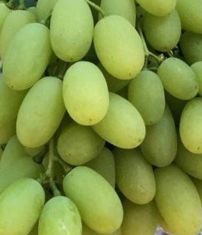 Exrta Large Seedless Green Grapes (1.5 lb-2 lb) | Bandwagon Brokerage