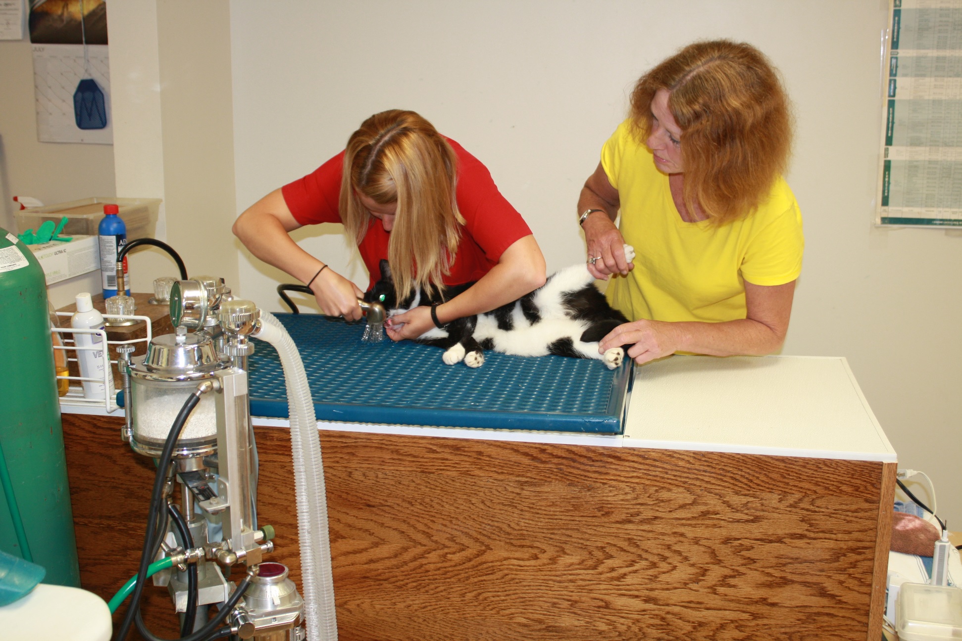 Javas Veterinary Center/Pets/Massena NY