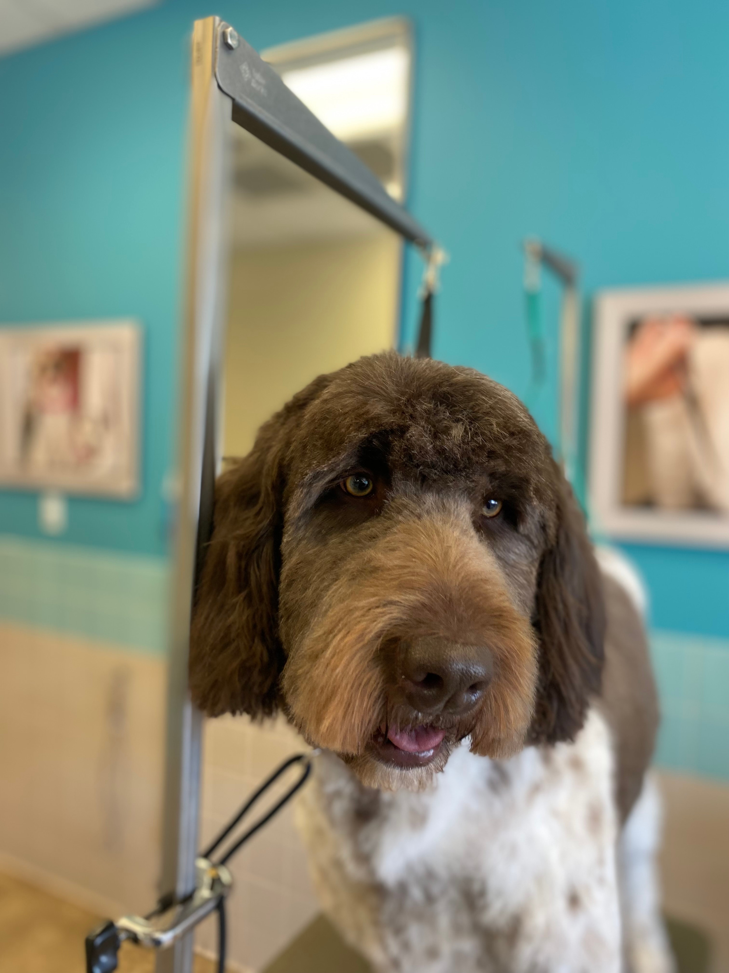 Book Online | Raw Dogs Groomings