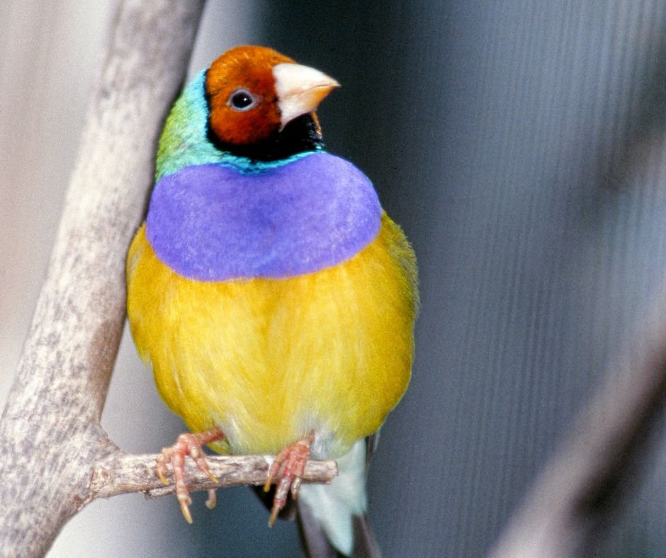 How to Care for Gouldian Finches?