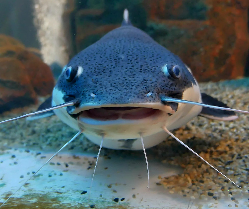 How to Breed Catfish in an Aquarium