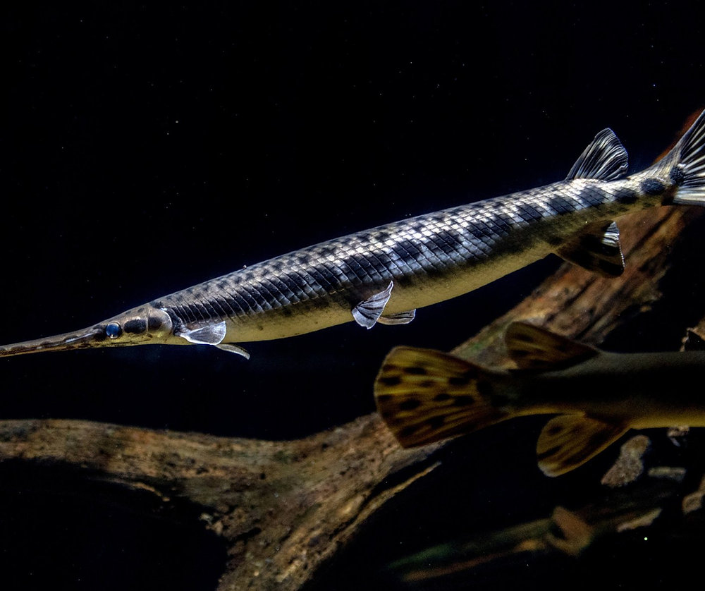 Alligator Gar Diet: What to Feed Your Gar Fish