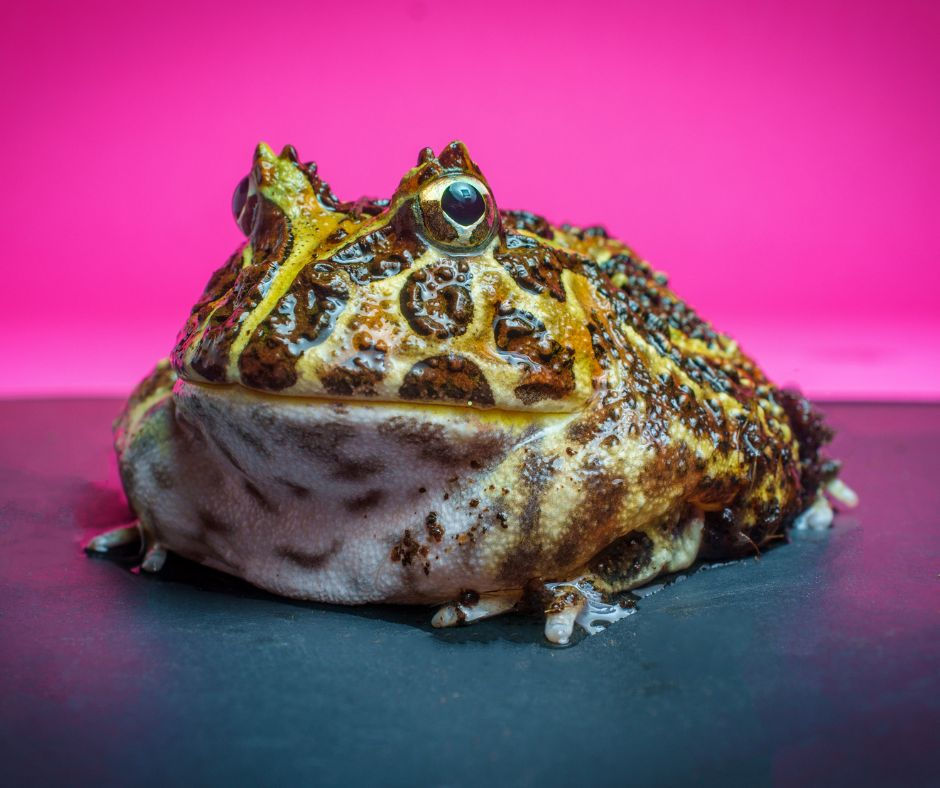 Pacman Frog Ka Habitat: Apne Pet Ke Liye Perfect Environment Kaise ...