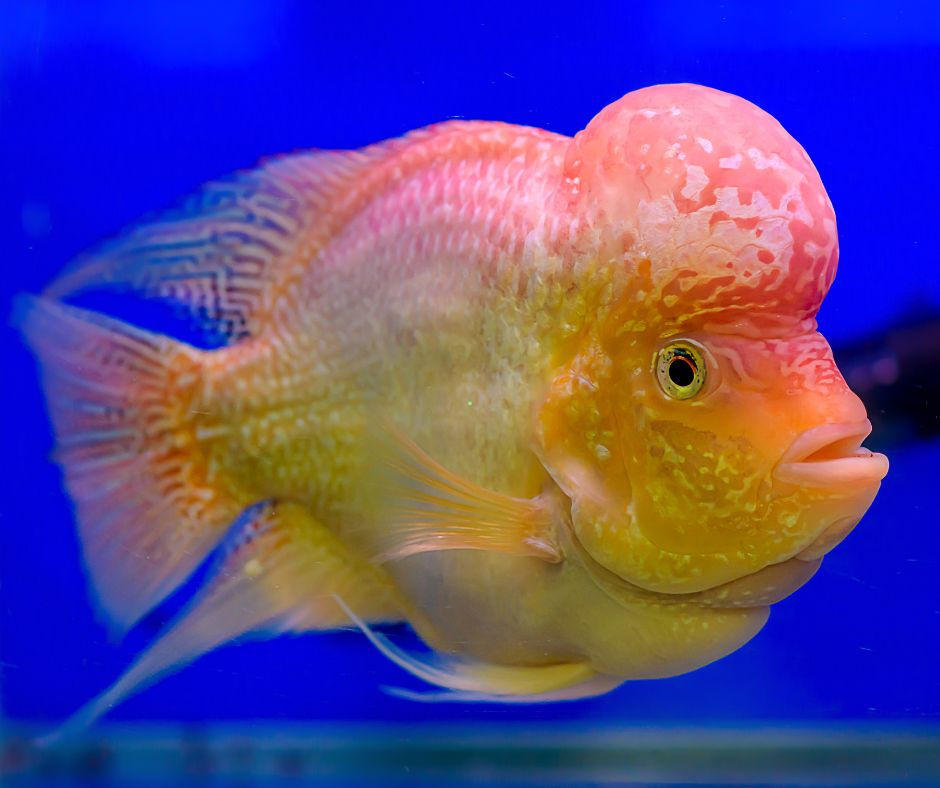 How to Breed Flowerhorn Fish: A Complete Breeder's Guide