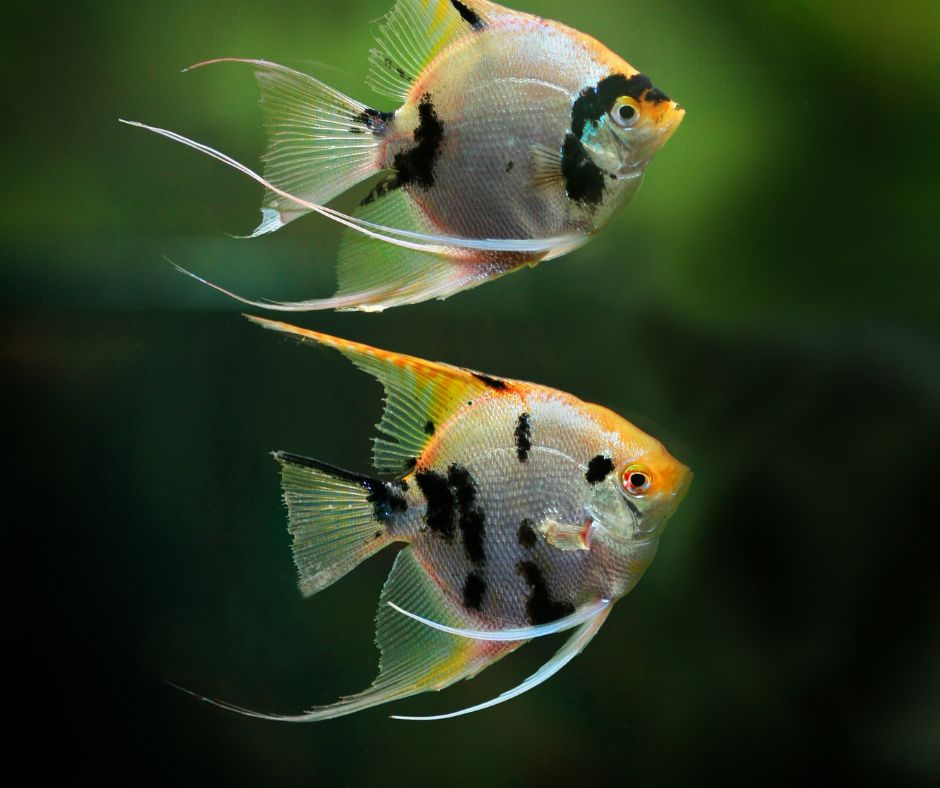 Angelfish Ka Tank Setup Kaise Karein?