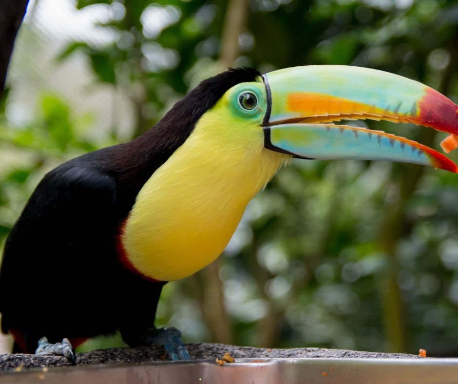 How to Care for Toucans? Complete Pet Care Guide