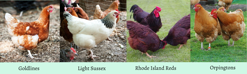Snowball, Delilah and the hens of Capel Farm