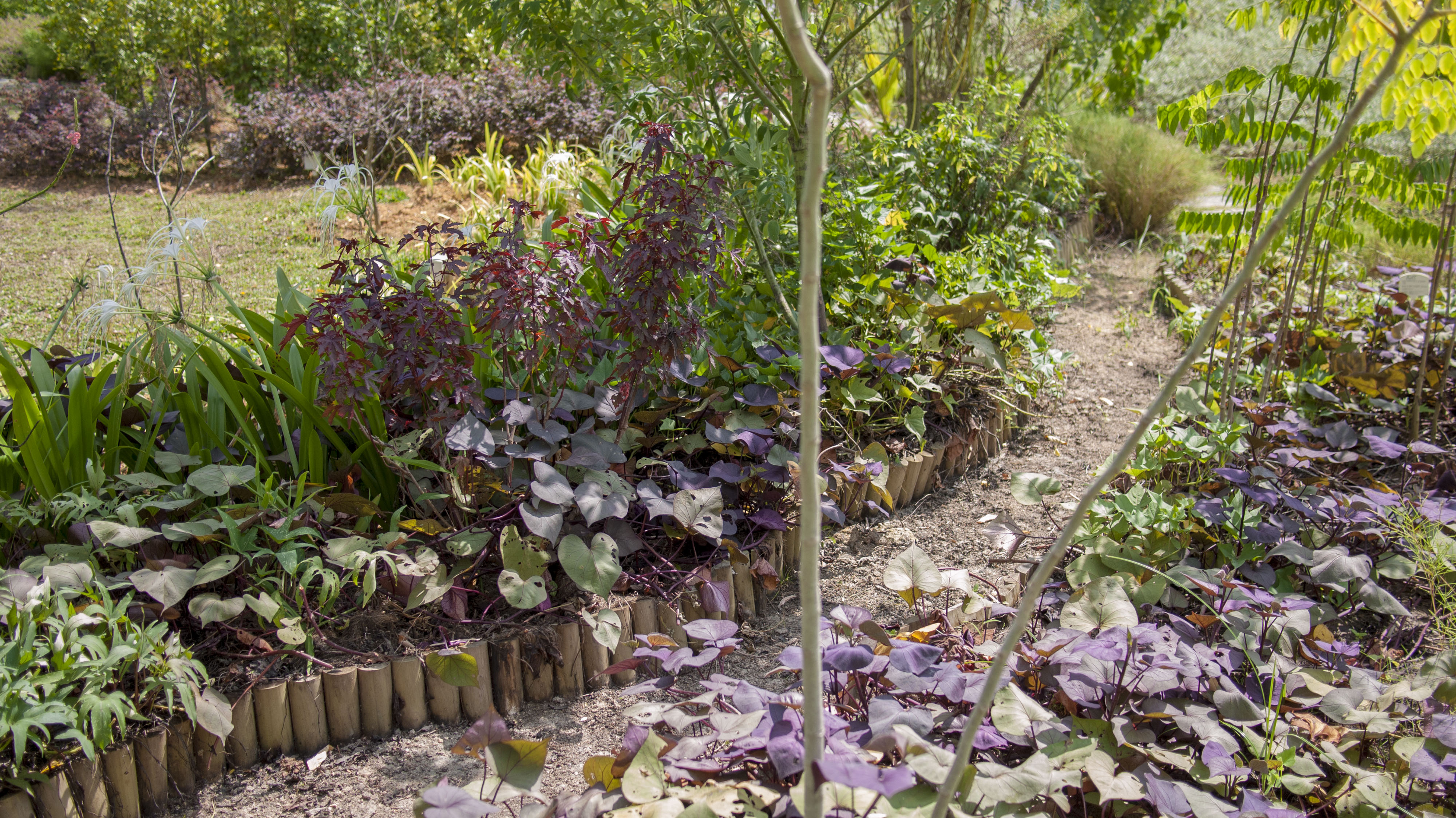 FOODSCAPE | ediblegardencity