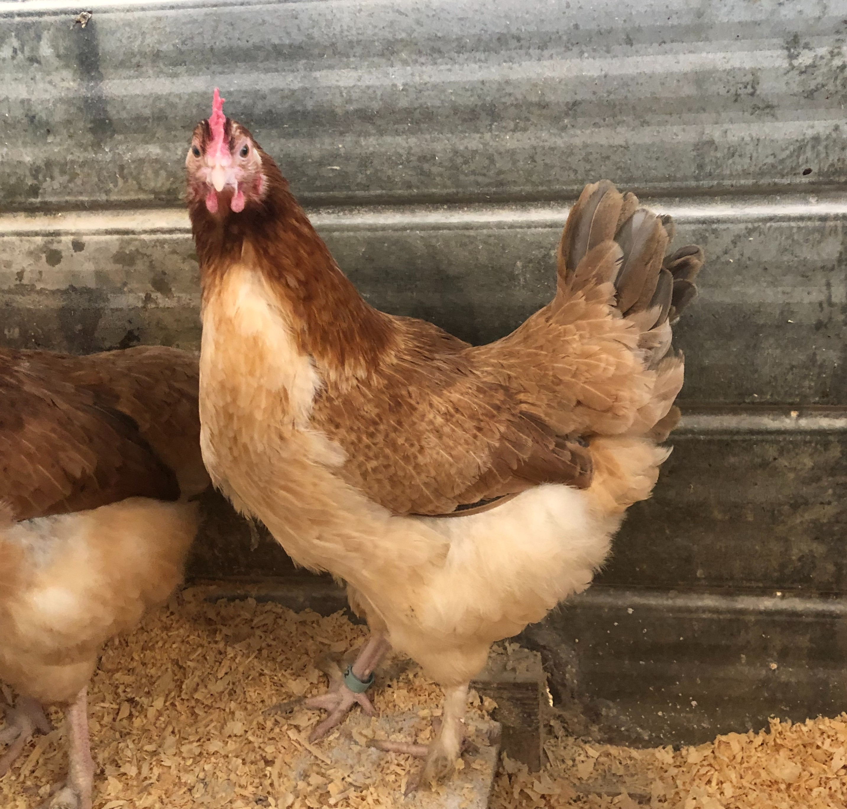 Marans Froment | La Basse Cour De Man