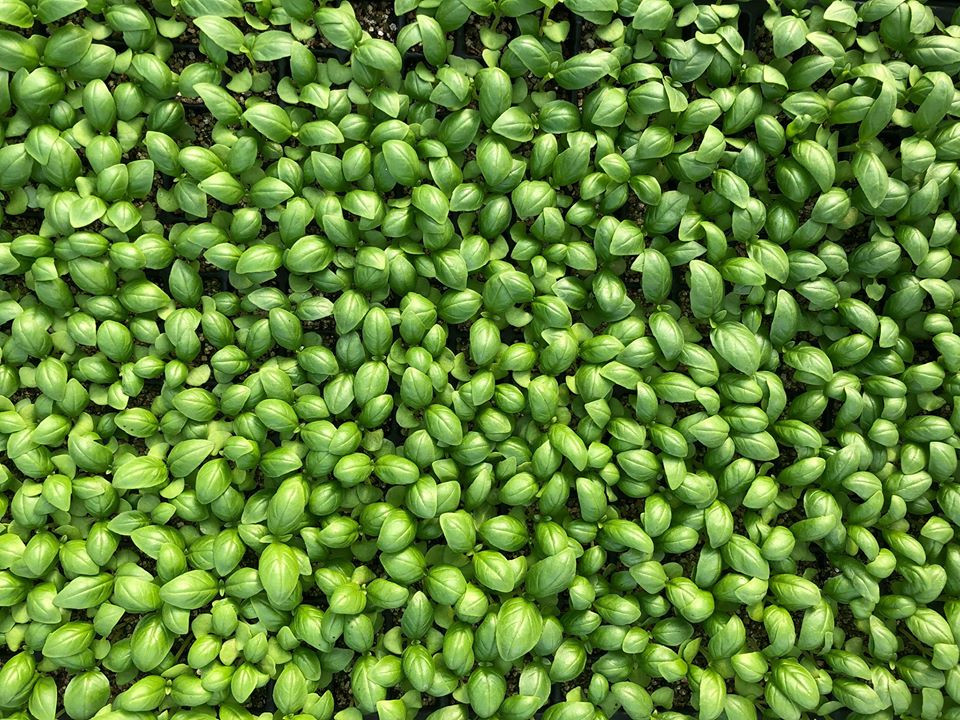 Hortalizas Y Aromáticas | Vivero LUNTA | Departamento Maipú