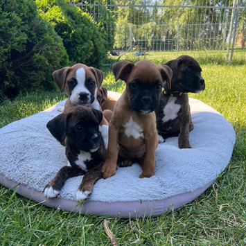 Gallery | Angels by the Dozen Boxers