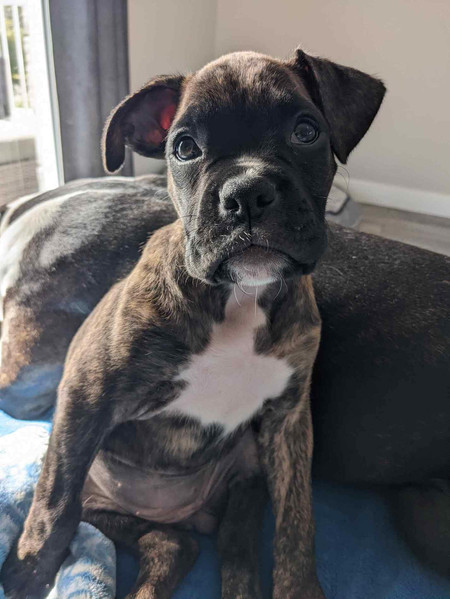 Second Location | Angels by the Dozen Boxers