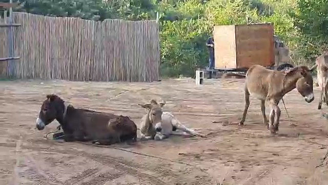Donkeys morning bath