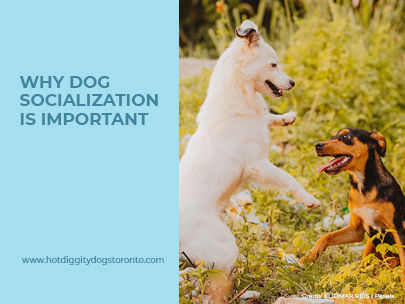 Why Dog Socialization is Important