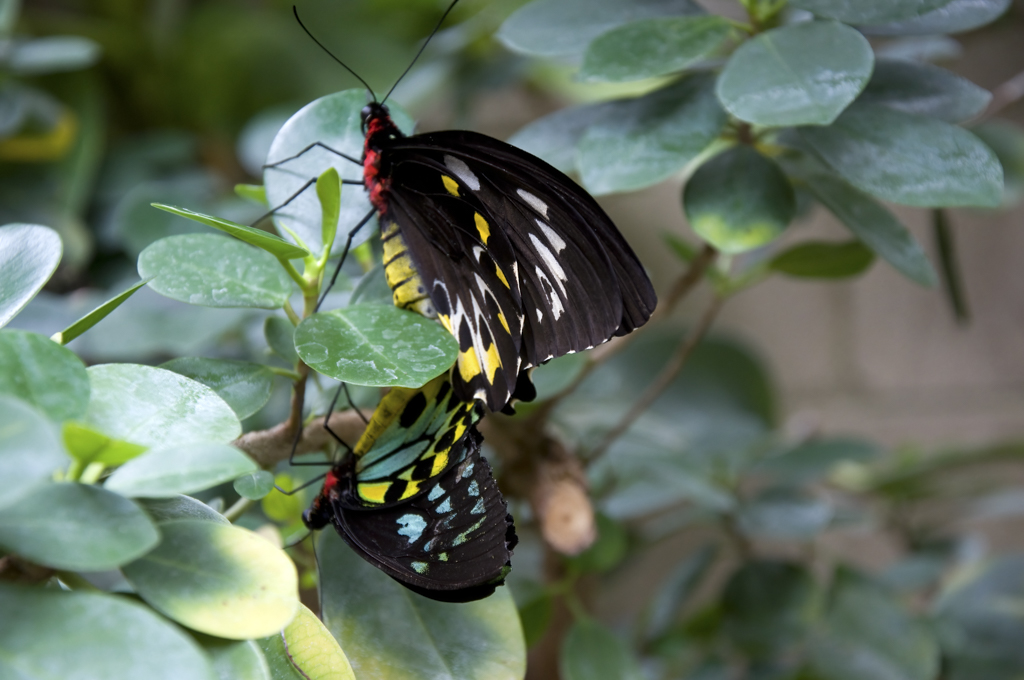 Butterfly Migration: Incredible Journeys Explained | Shutter Bison