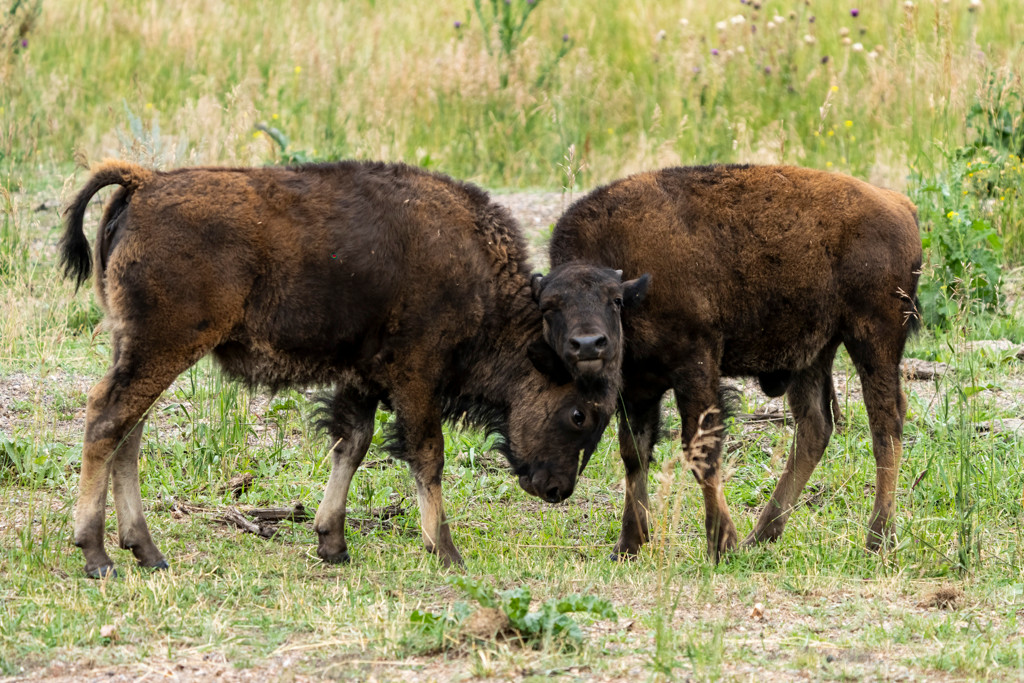 The American Bison: An Iconic Symbol of the Wild West - 6 Fascinating Facts