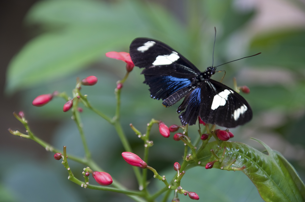 Butterfly Migration: Incredible Journeys Explained | Shutter Bison