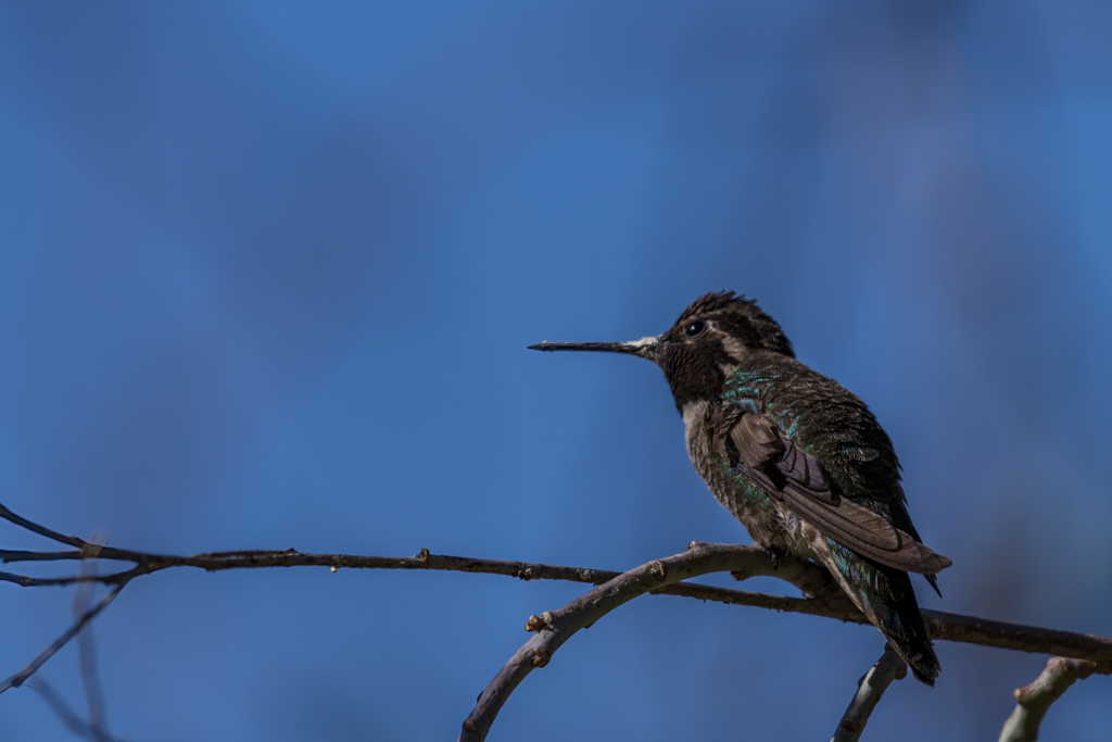 5 Great Places to Birdwatch in Los Angeles