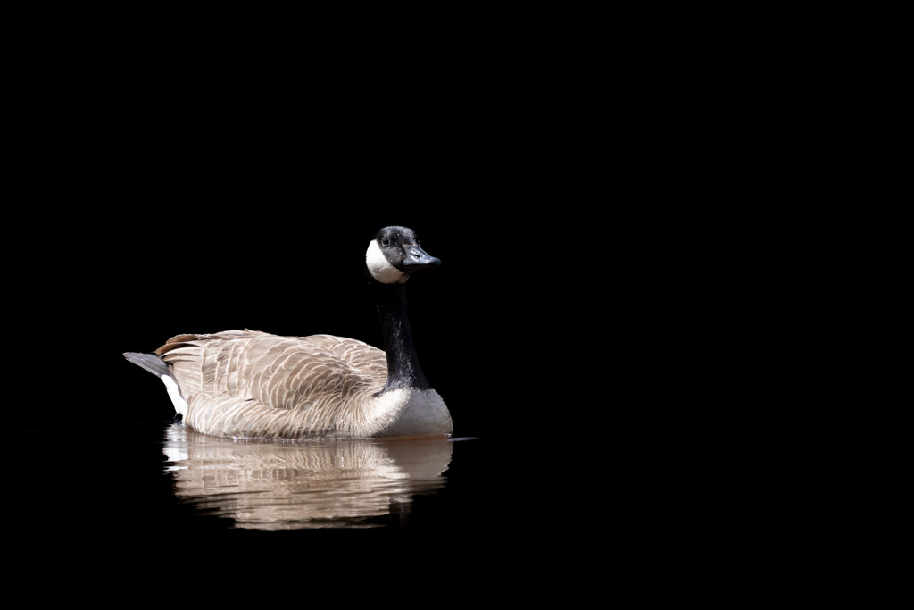 Canadian Goose Facts & Photography Insights | Shutter Bison Blog