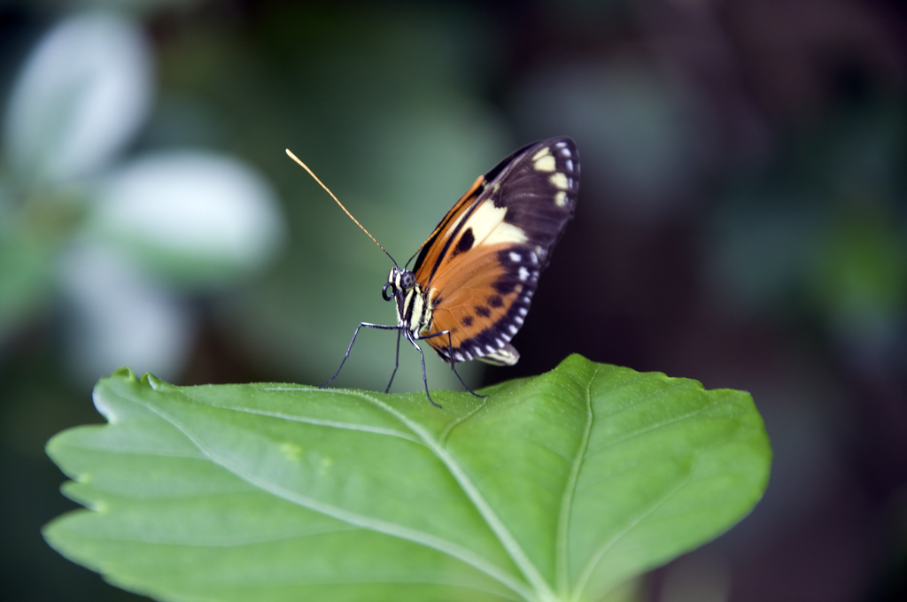 Butterfly Migration: Incredible Journeys Explained | Shutter Bison