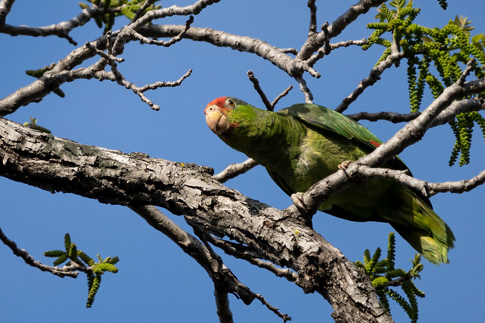 Birds are Amazing: The Red-crowned Parrot