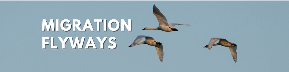 Exploring the North American Flyways: A Spectacular Journey of Bird ...