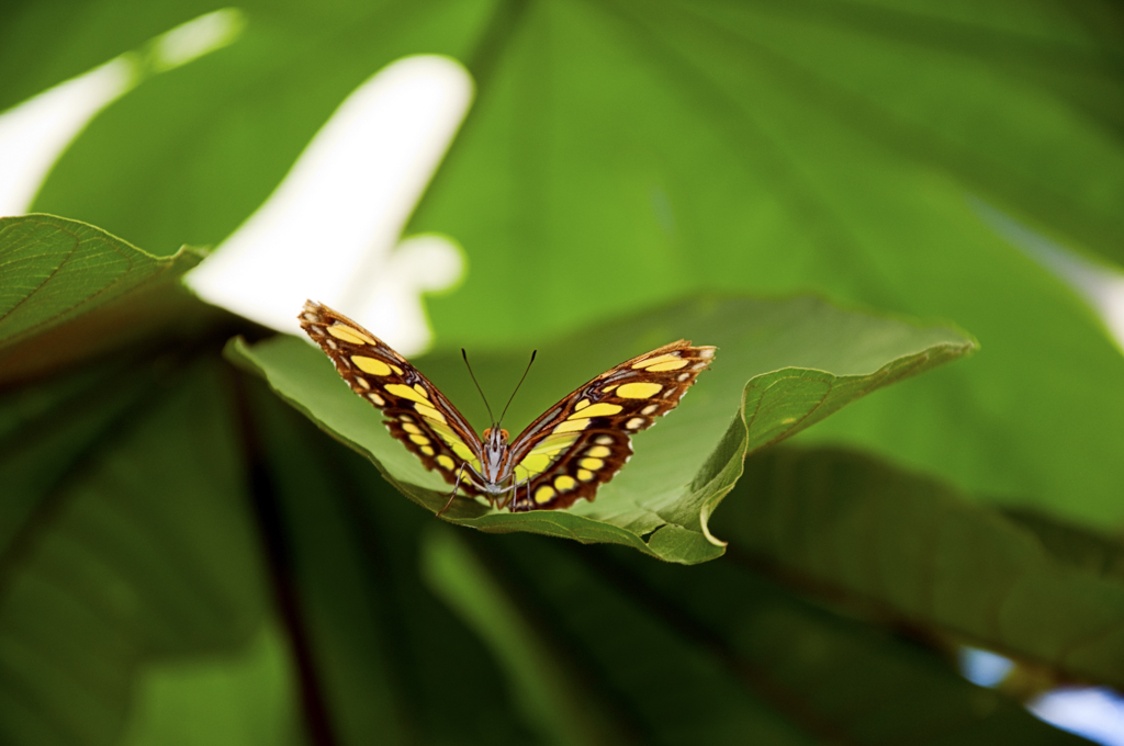 Butterfly Migration: Incredible Journeys Explained | Shutter Bison