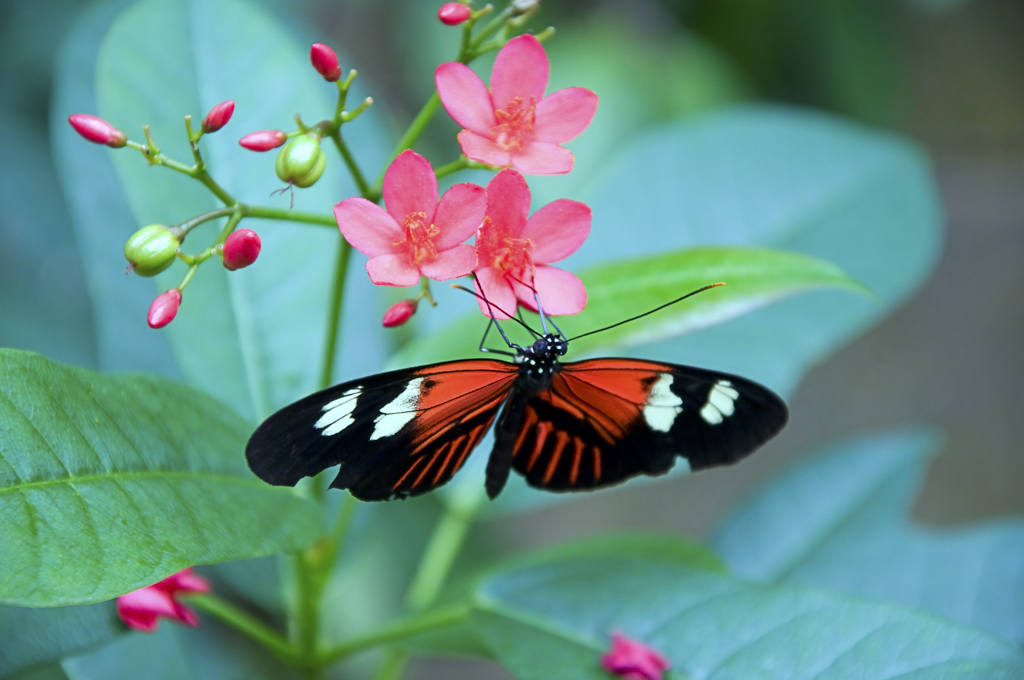 Butterfly Migration: Incredible Journeys Explained | Shutter Bison