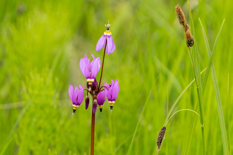 A Field Guide to Alaskan Wildflowers