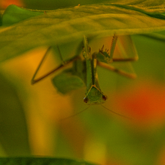 Intelligent Insects that Love the Camera