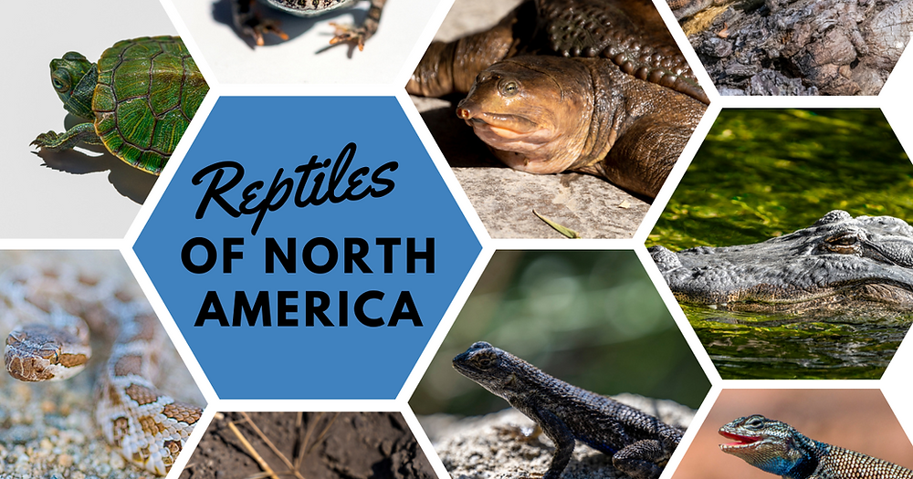 A Field Guide to Reptiles of North America