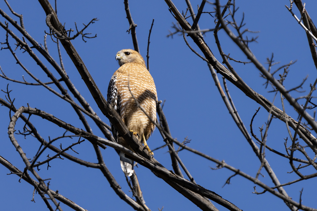 Birding at Los Angeles Arboretum: A Photographer's Guide | Shutter Bison