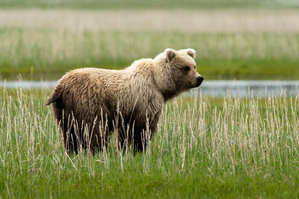 Respecting Wildlife and Maintaining a Safe Distance