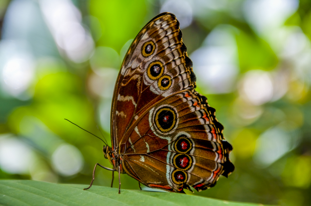 Butterfly Migration: Incredible Journeys Explained | Shutter Bison