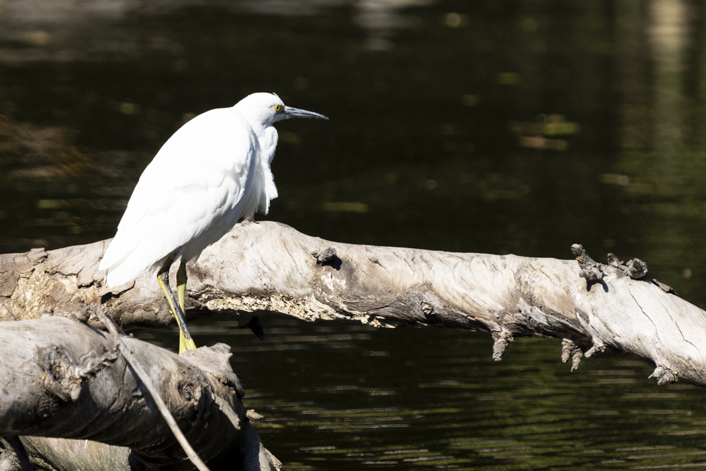 Birding at Los Angeles Arboretum: A Photographer's Guide | Shutter Bison
