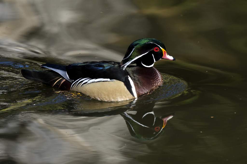 Birding at Los Angeles Arboretum: A Photographer's Guide | Shutter Bison