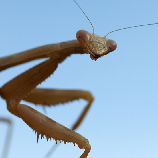 Intelligent Insects that Love the Camera