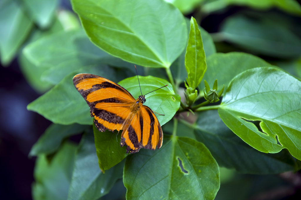 Butterfly Migration: Incredible Journeys Explained | Shutter Bison