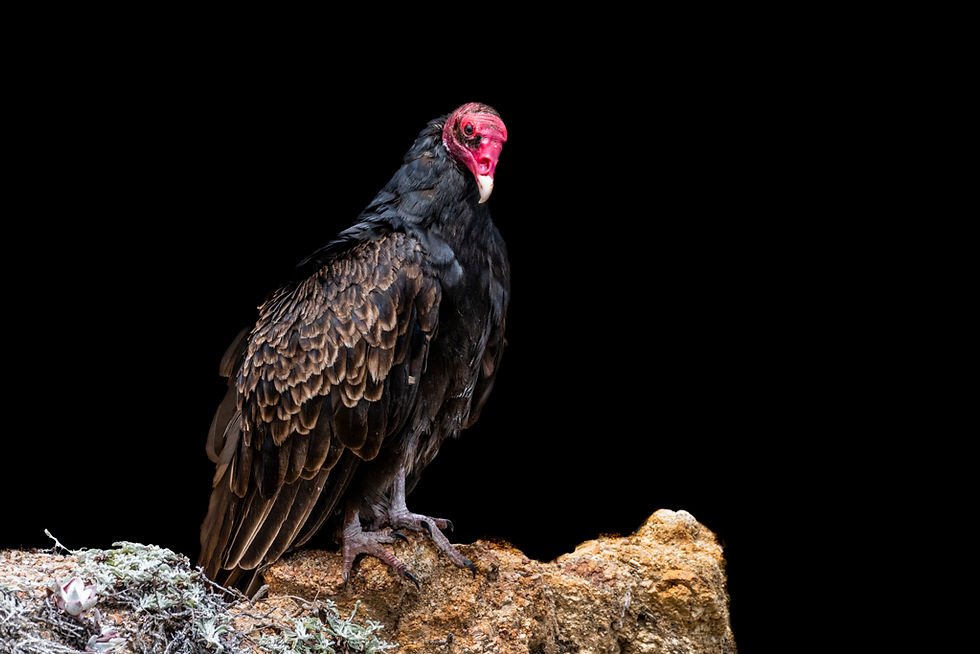 Turkey Vulture, also known as the turkey buzzard