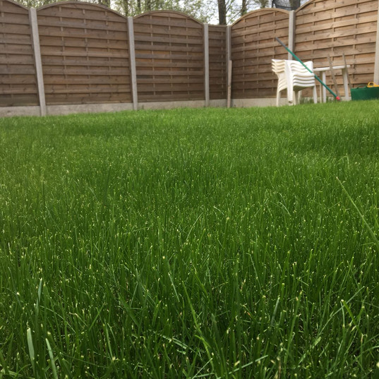 Green Grass | Experts in Lawn Treatment