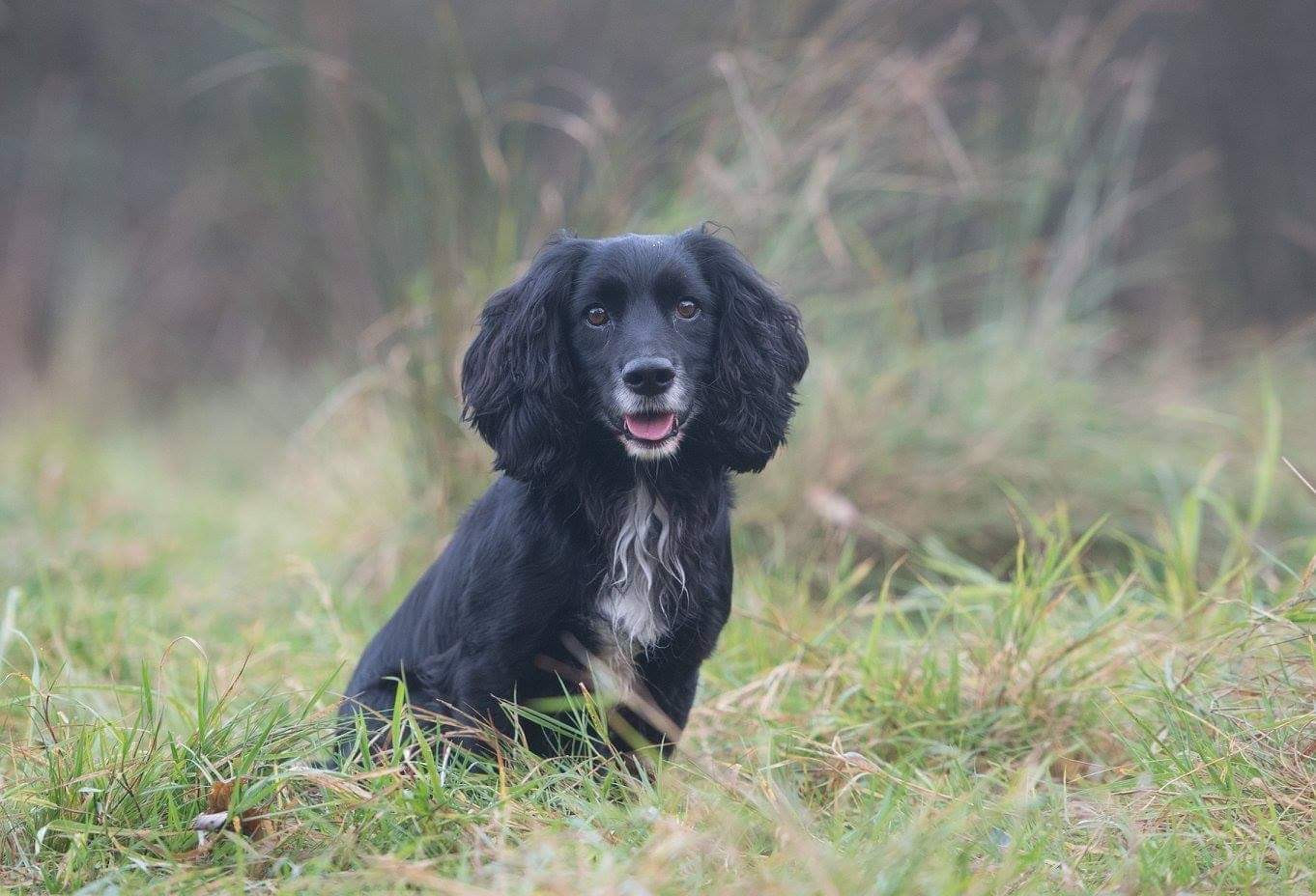 Dog Breeder Lancashire| Cassia Meadow Cockers | Working Cockers | Stud dogs