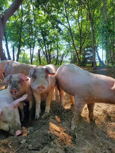 Free Range Pork Packages | fourbfarms