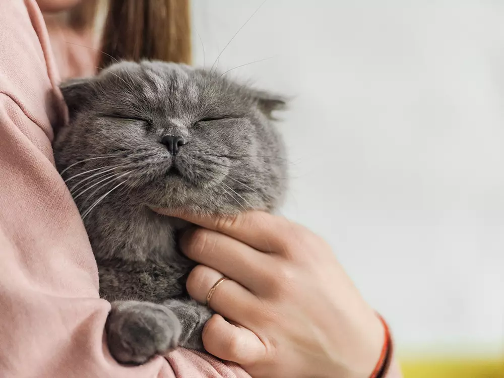5 claves para cargar tu gato
