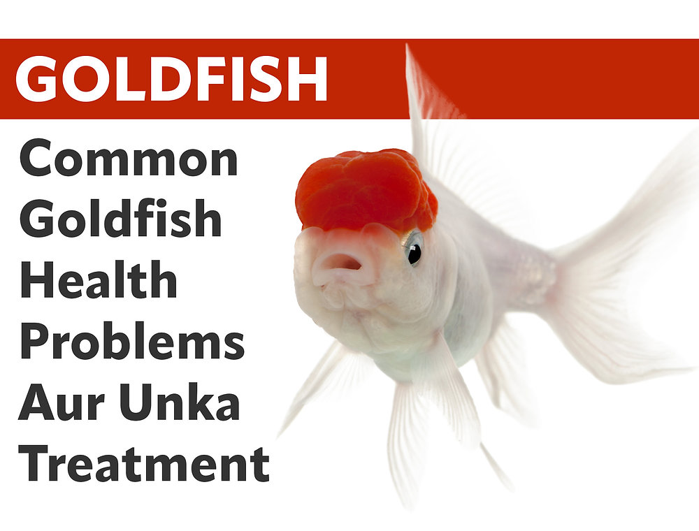 Common Goldfish Health Problems Aur Unka Treatment