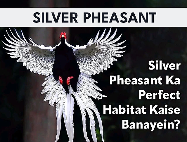silver pheasant