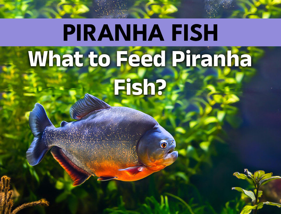 Piranha Fish Tank Feeding