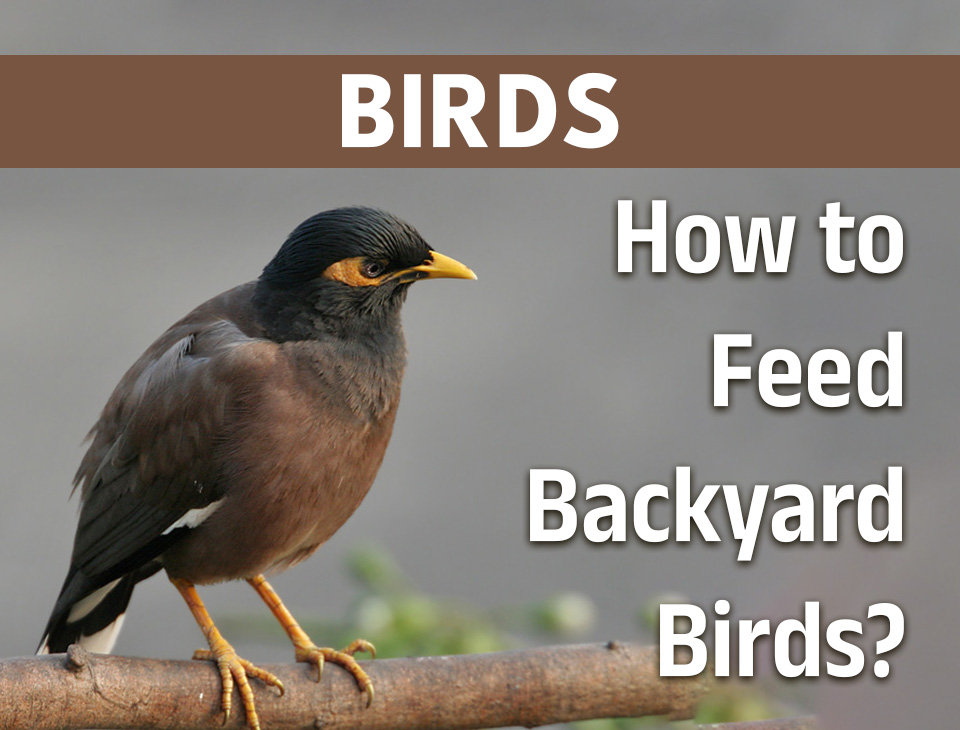 How to Feed Backyard Birds? Top 7 Foods They Love.