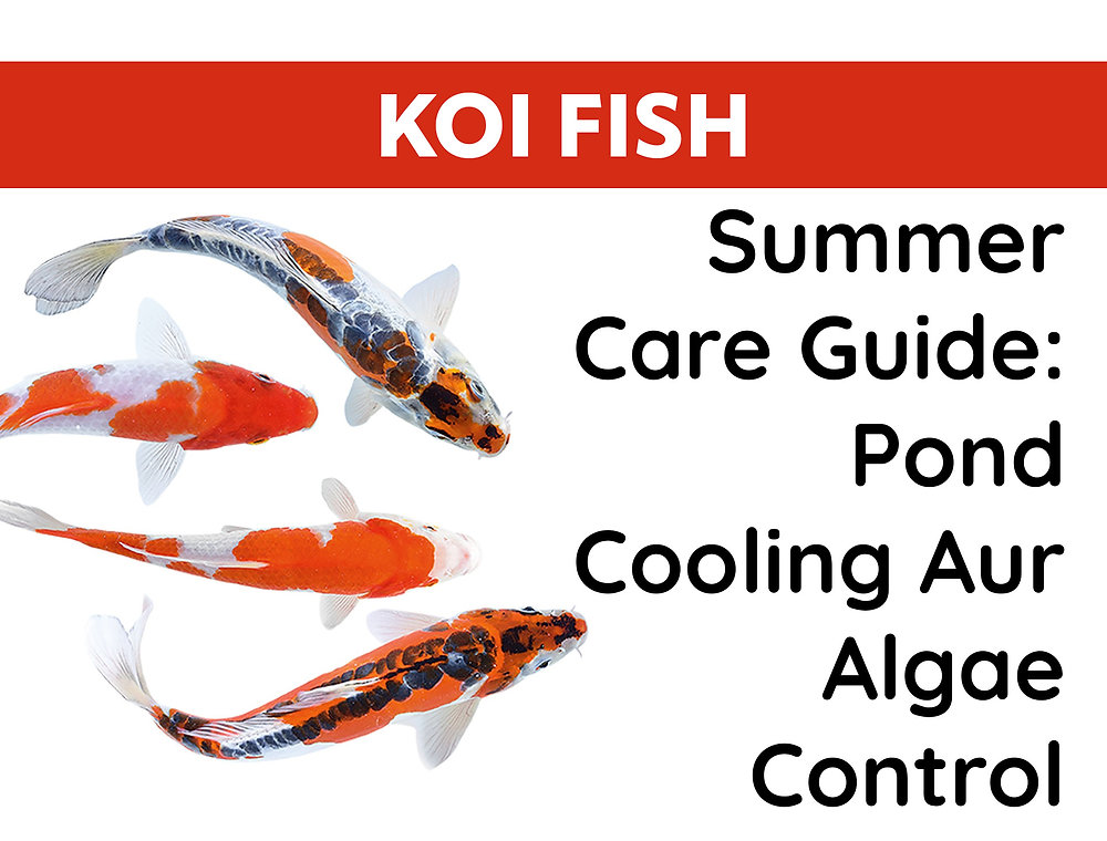 Koi Fish Summer Care: Garmi Me Kaise Dhyan Rakhein?