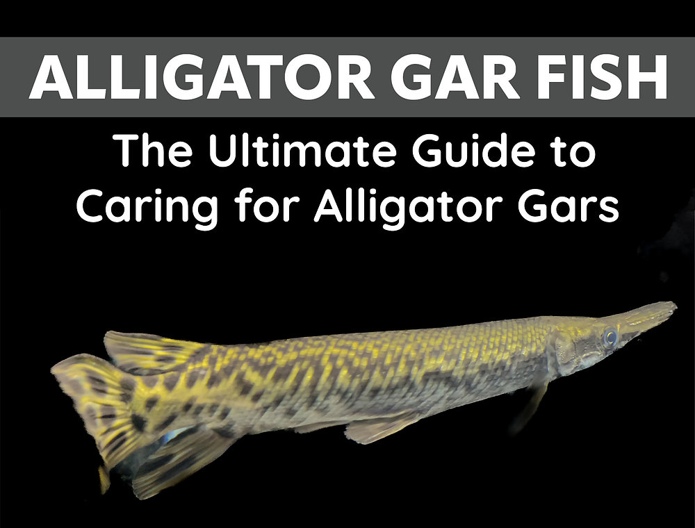 The Ultimate Guide to Caring for Alligator Gars